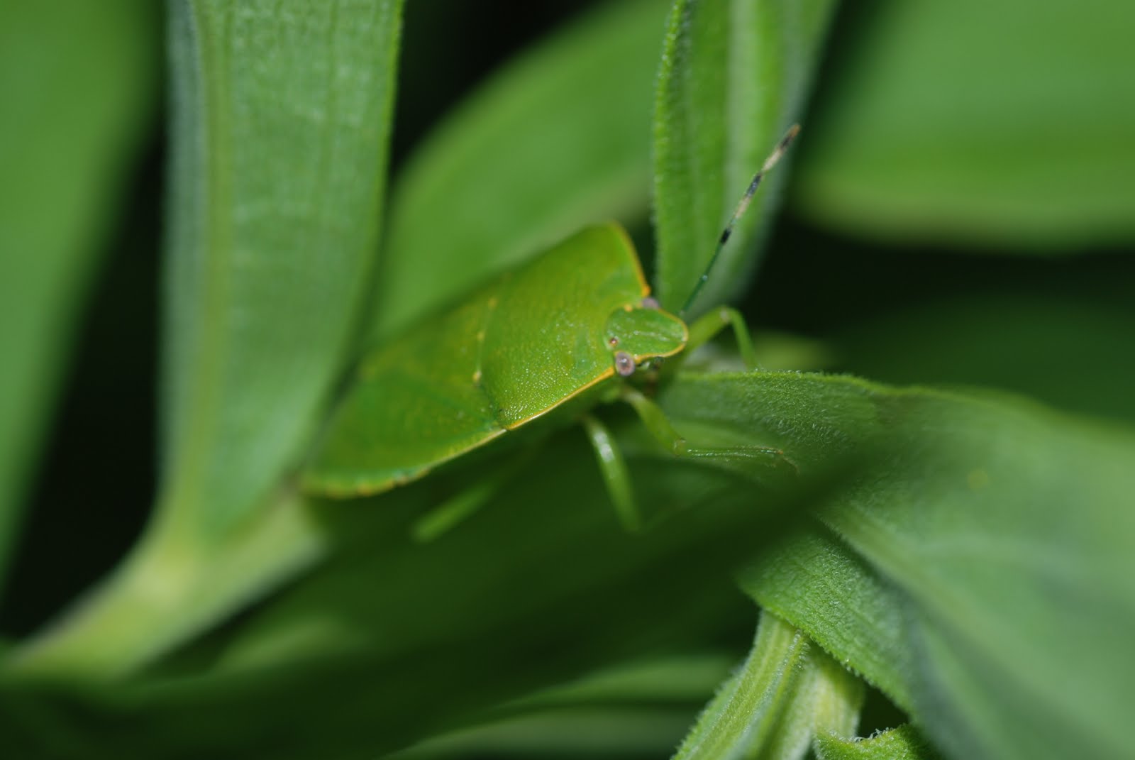 MObugs: Green Stink Bug