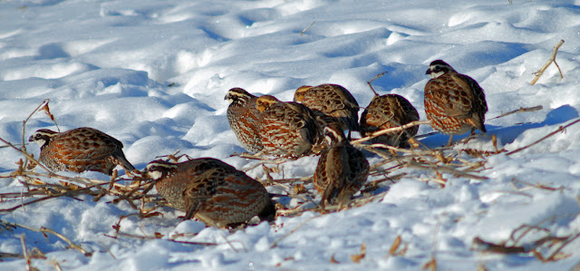 Explore Missouri: Bobwhite Quail