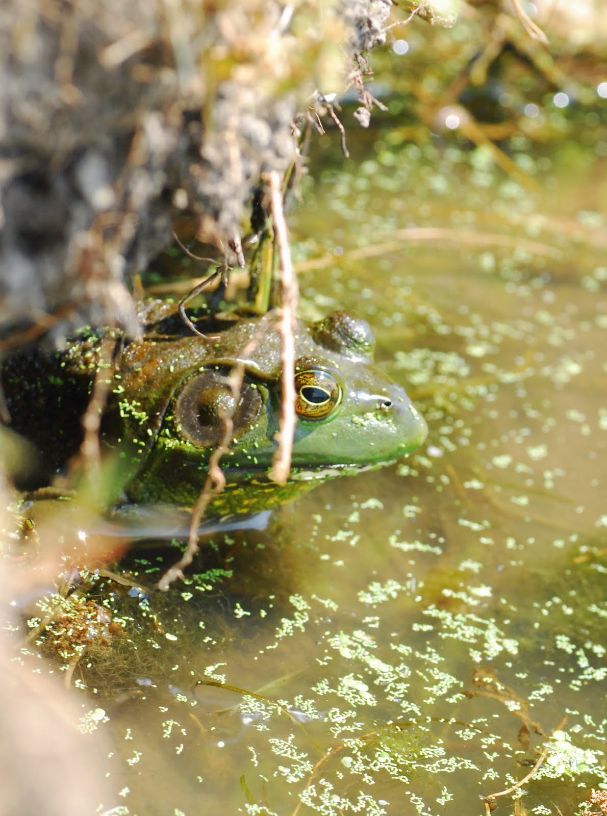 Explore Missouri: Bullfrog