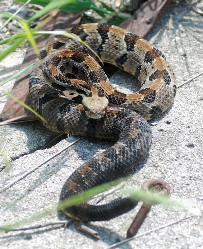 Biggest Rattlesnake On Record biggest-rattlesnake-on-record