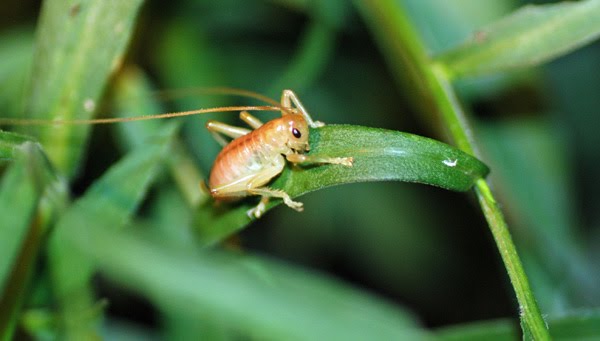 MObugs: Carolina Leaf-Roller