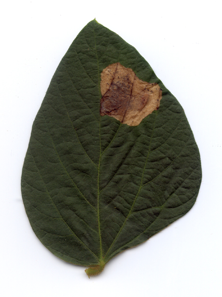 MObugs: Soybean Leafminer