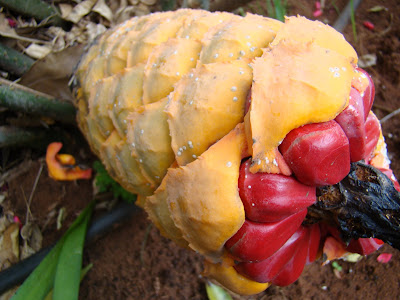 Anil: Broodbome in our garden