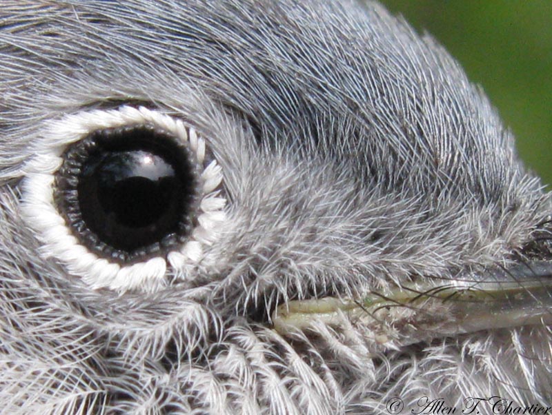 Michigan Hummingbird Guy: Birds Up Close and Personal