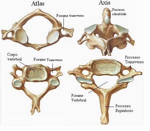 Cinesiologia: Osteologia