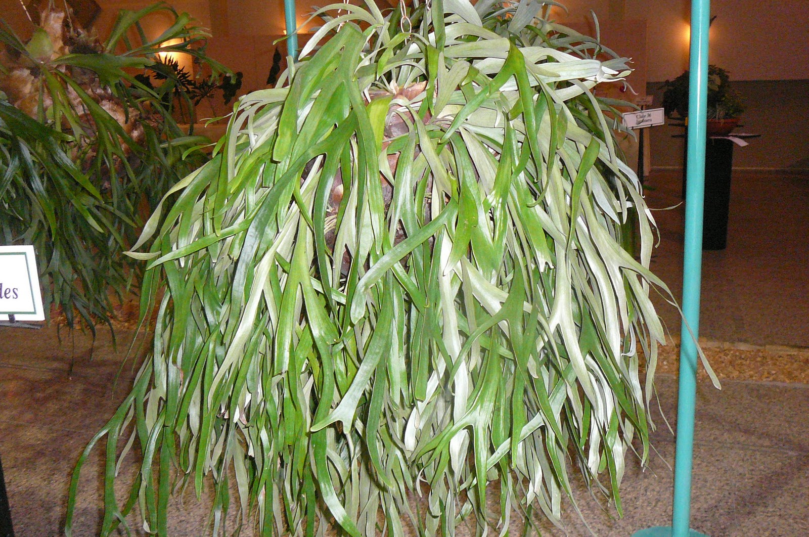 "MIS PLANTAS en Panamá": Cuerno de Alce: Platycerium