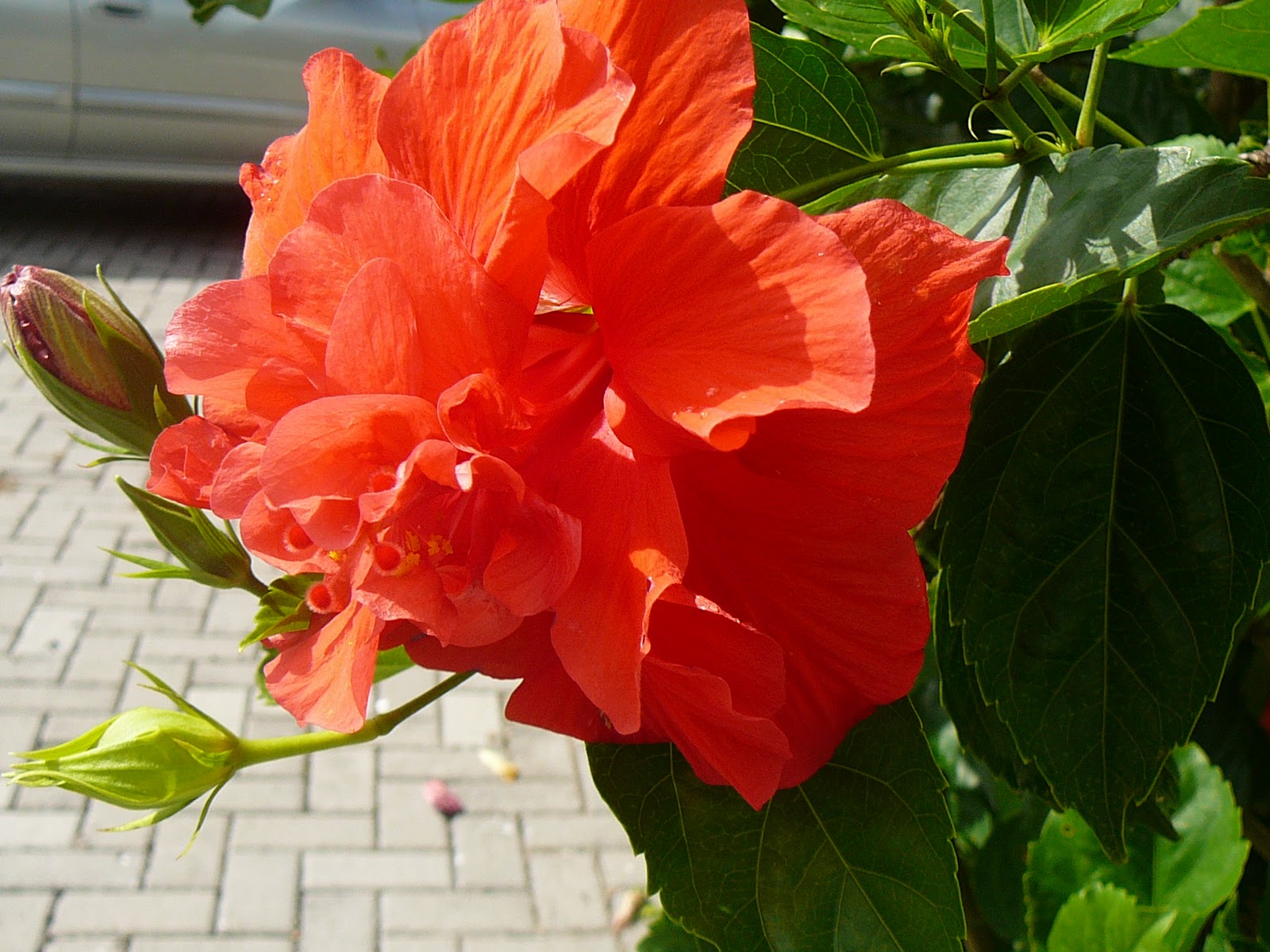 "MIS PLANTAS en Panamá": FLOR DE PAPO "HIBISCUS"