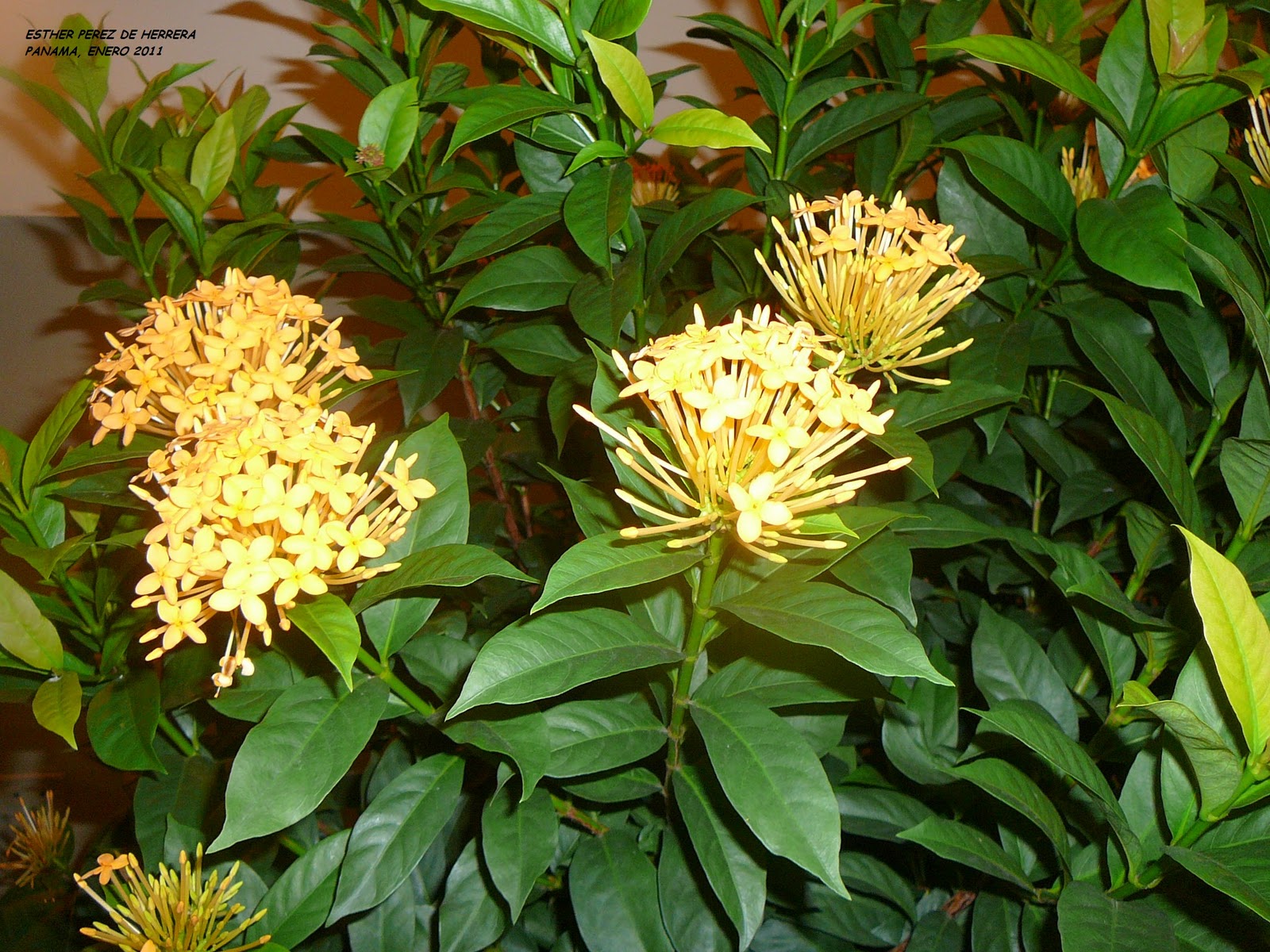 "MIS PLANTAS en Panamá": Plantas en flor