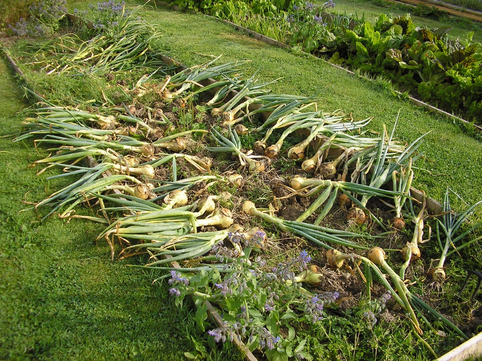 The Great Onion Harvest