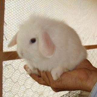 Curiosa (:: Mini Coelhos