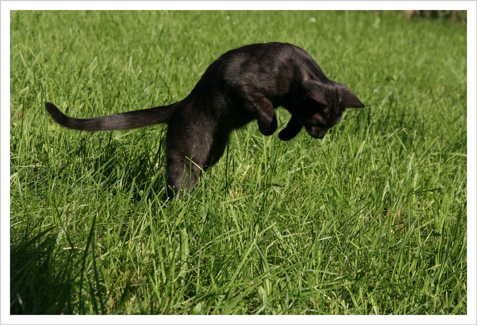 Mit Nadel und Faden: Katzensprung