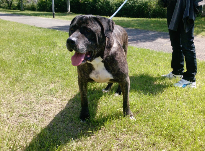 Molossoidi da Adottare