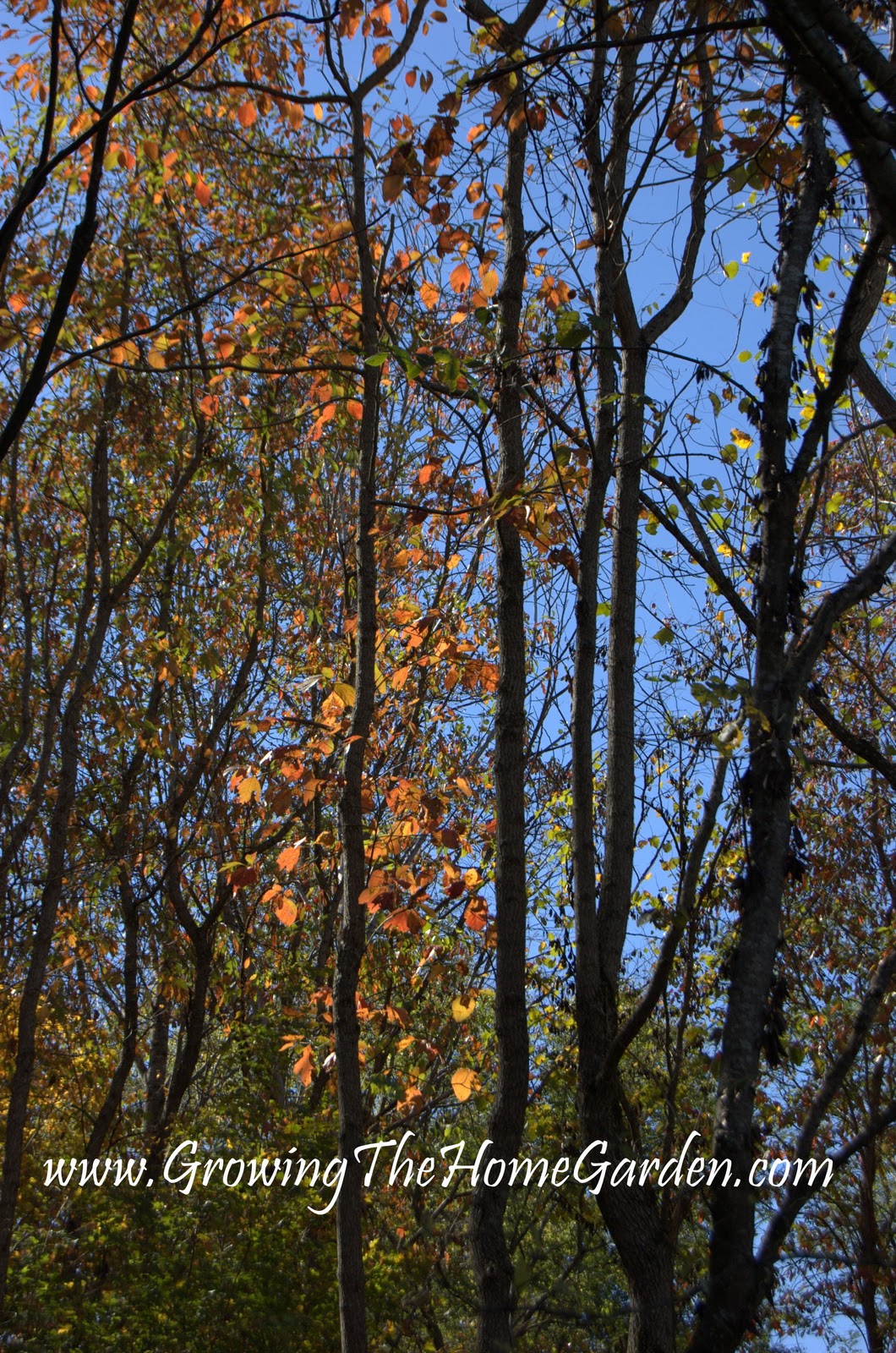 Fall Color in the Tree Line - Growing The Home Garden