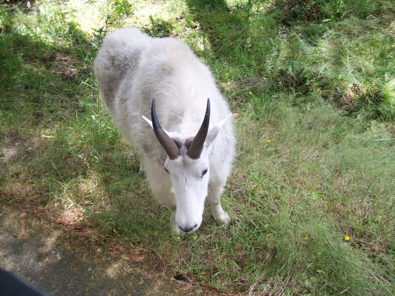 Life: Be In It!: Northwest Trek July 2010