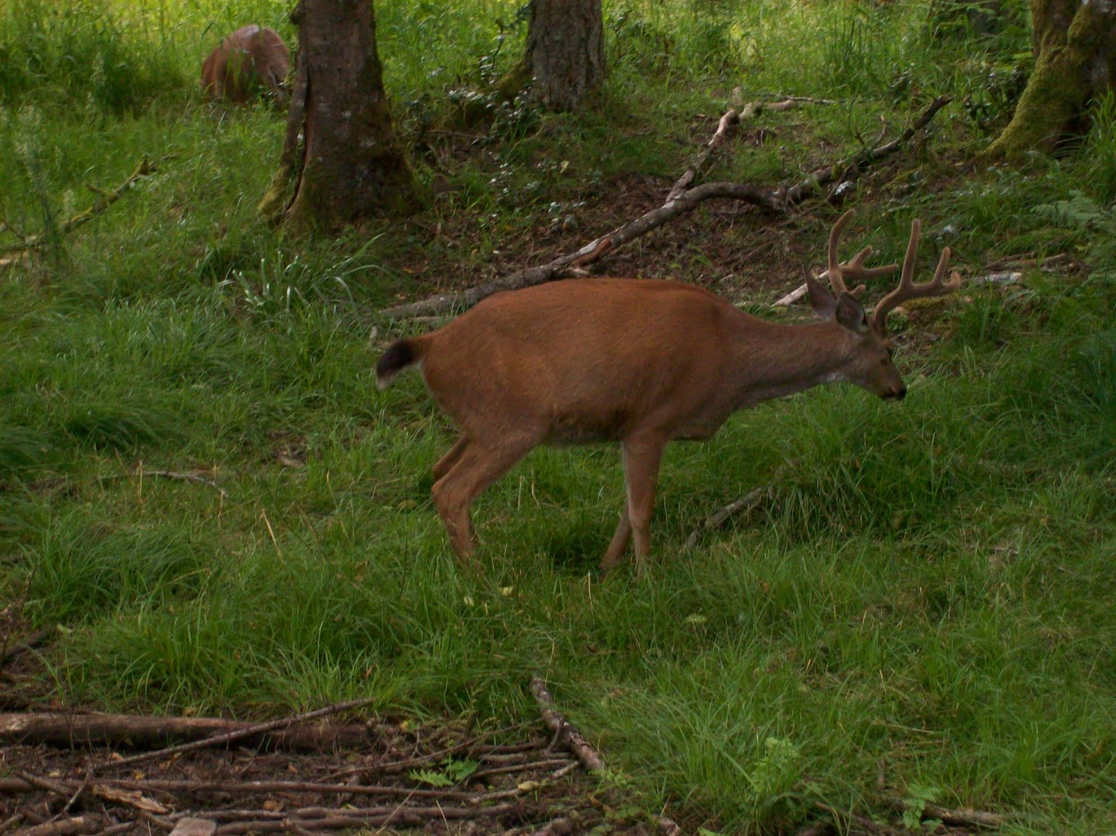 Life: Be In It!: Northwest Trek July 2010