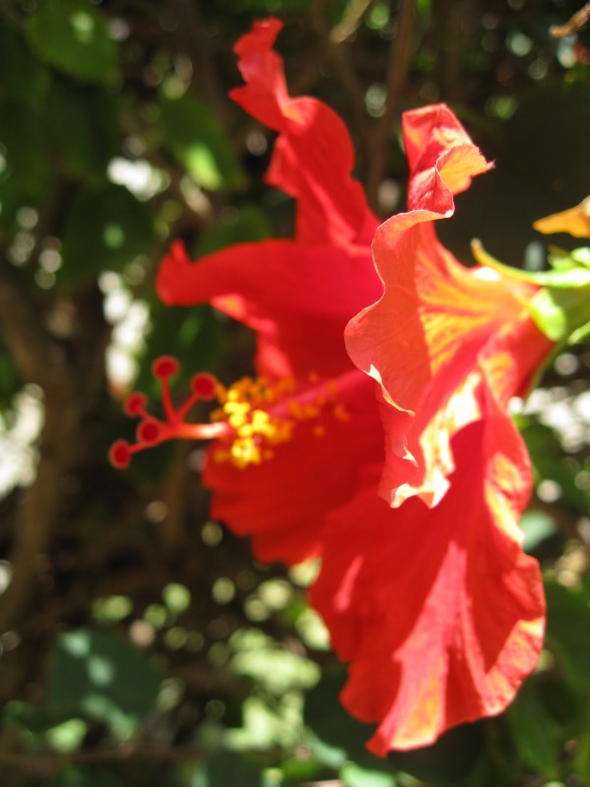 Lindsay and Jarrod Go to Hawaii: More Hawaii Flora