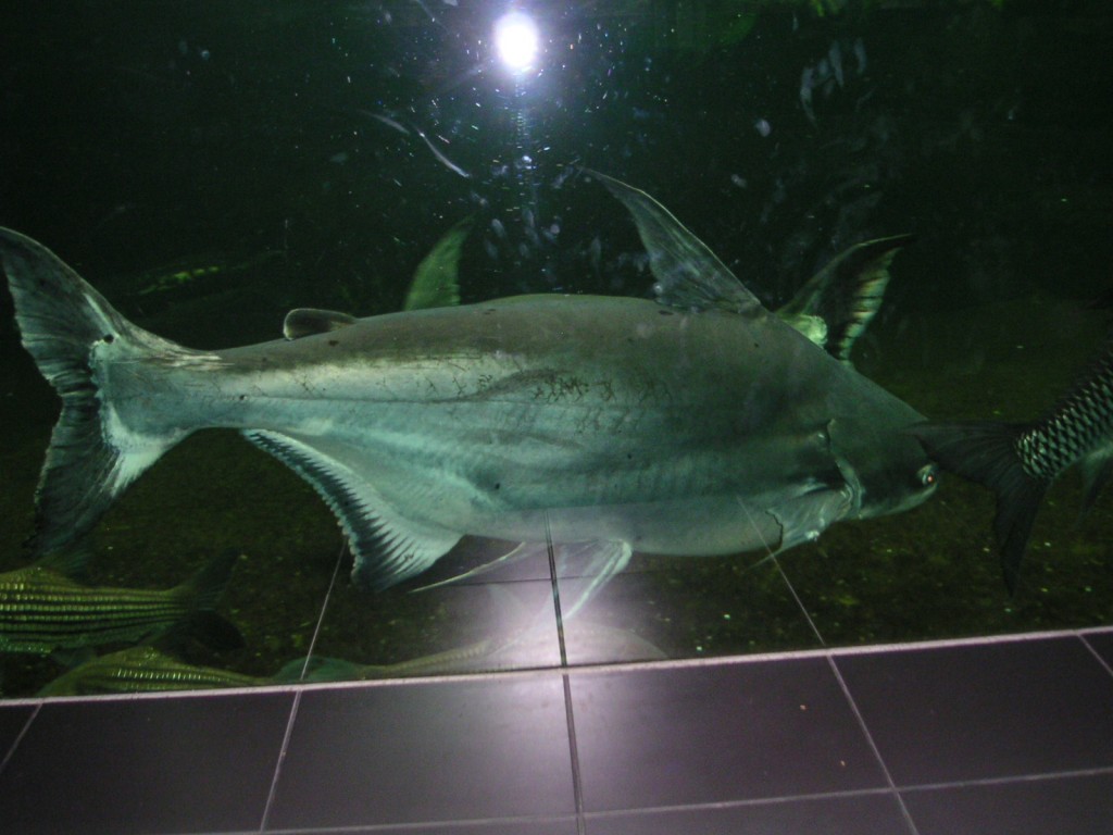 PEMBEKAL BENIH UDANG KARA (LOBSTER) KETUTU KELI TILAPIA HARUAN : IKAN PATIN