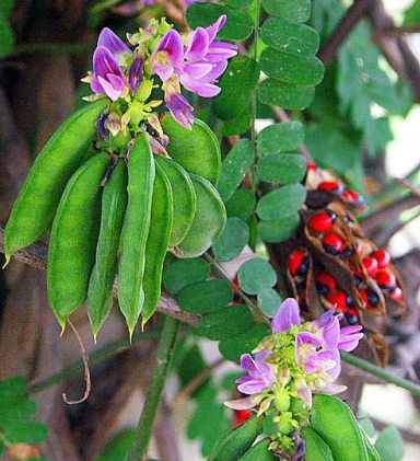 Homework: 5 Most Poisonous Plants
