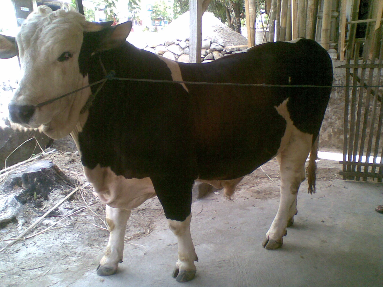 vibelspot: perkembangan sapi potong di indonesia