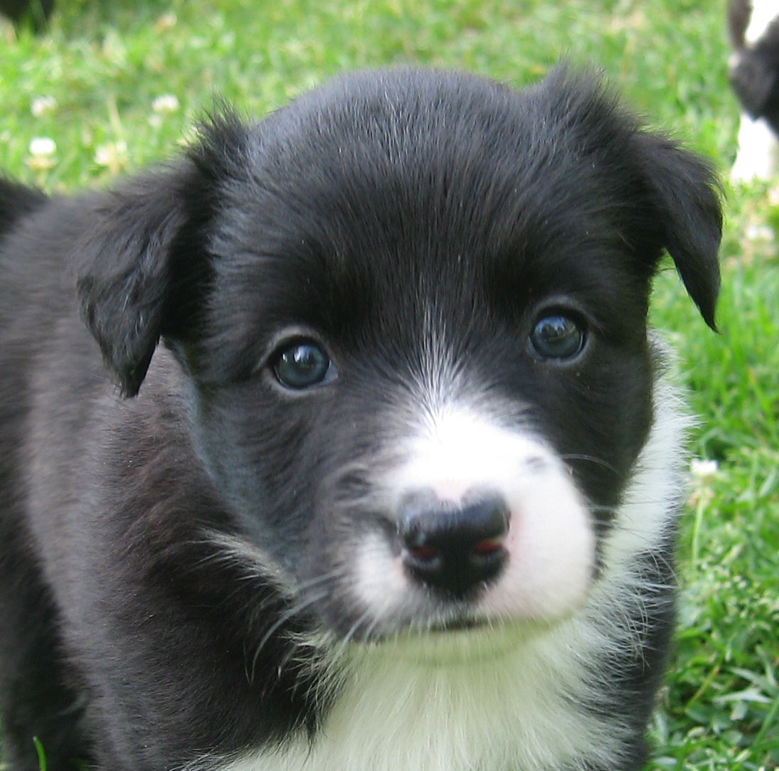 Kennel Kiæråsen valpeblogg