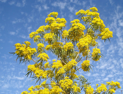 dubrieldice: Azumiate