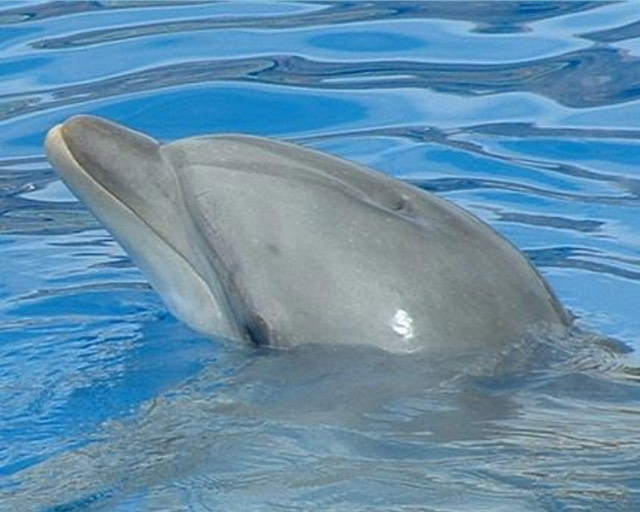 Animais Incríveis: O Animal Mais Inteligente do Mundo