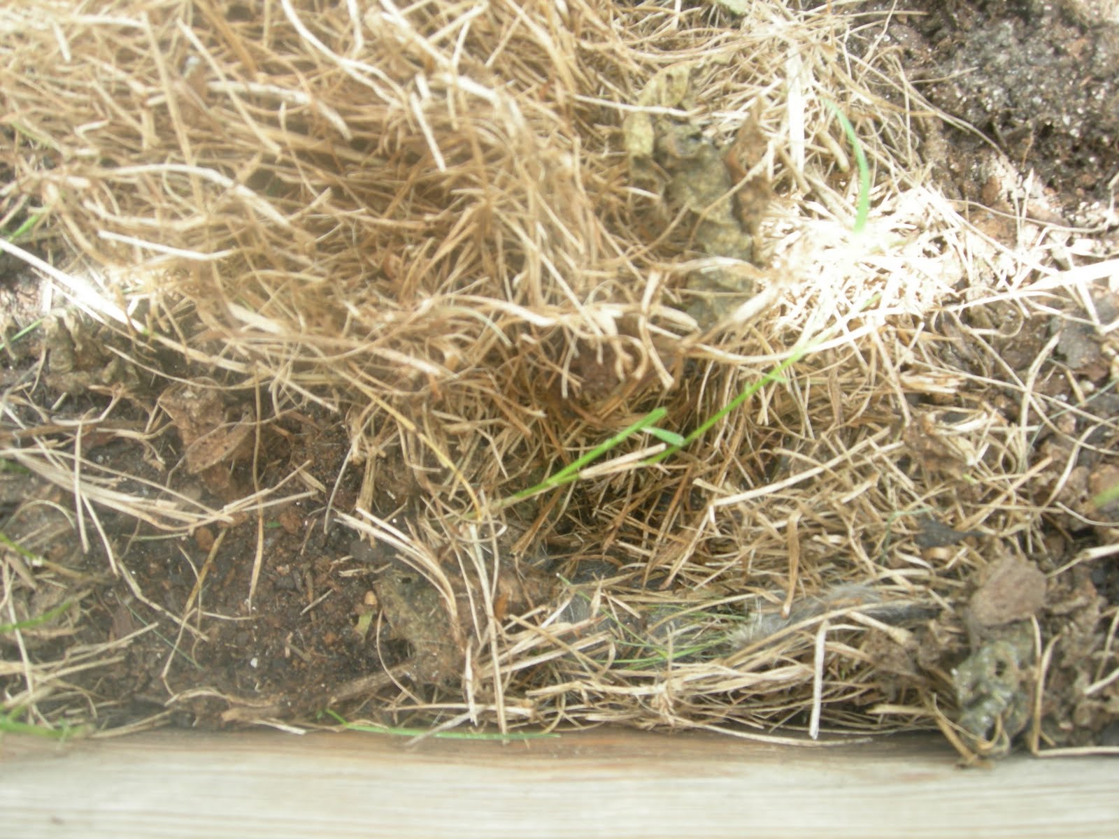 Loving and Serving: Rabbit Nest!