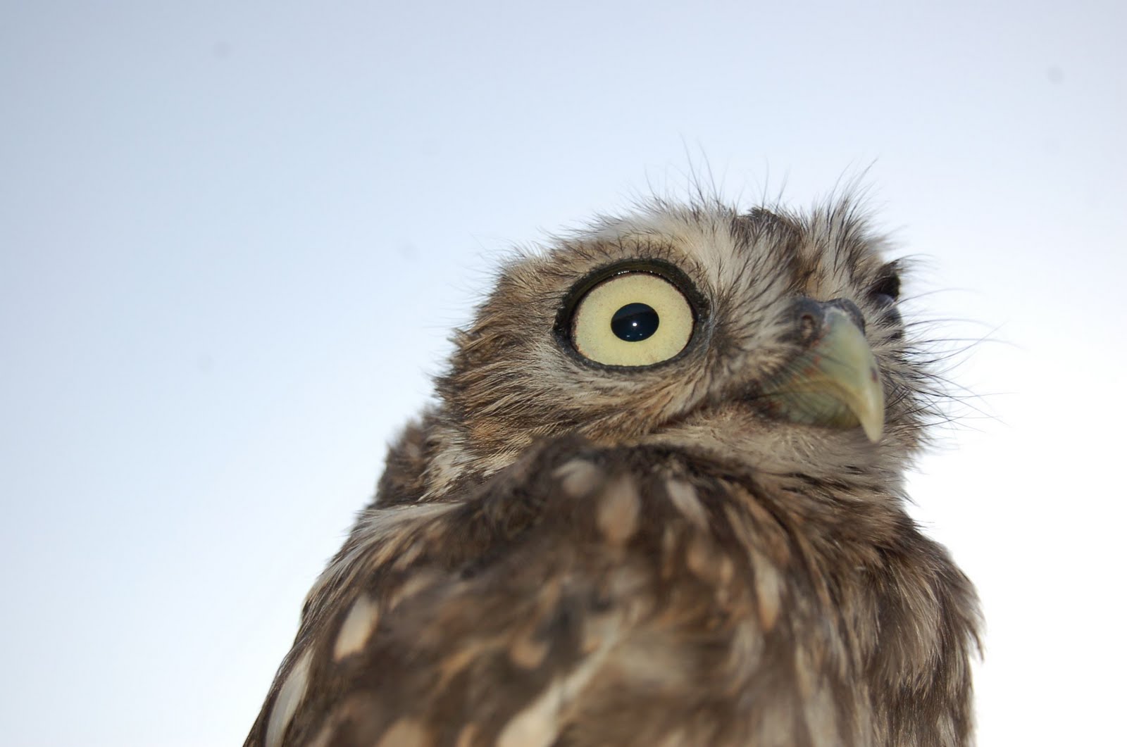 Espécie do mês de Agosto: Mocho-galego