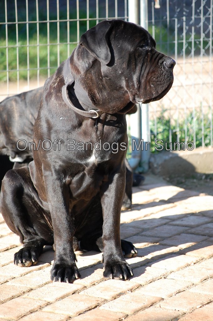 Bandog Mastiffs