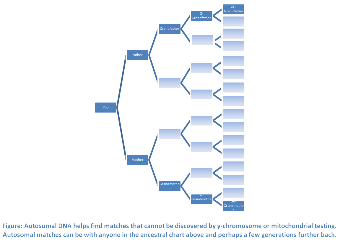 Dr D Digs Up Ancestors: Autosomal DNA Testing, DNA Part 5