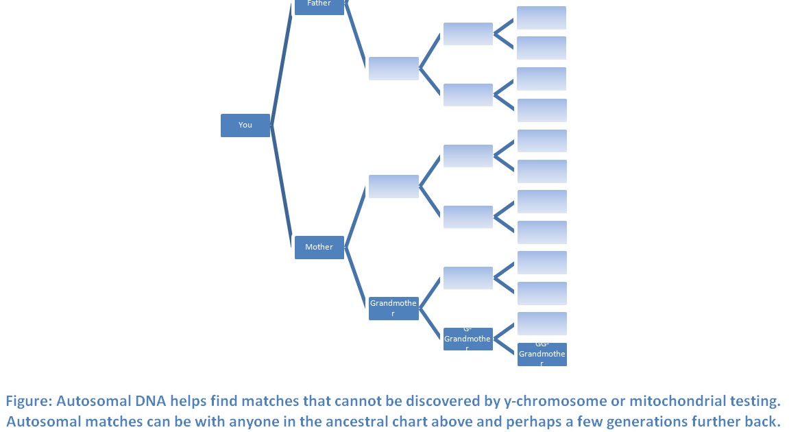 Dr D Digs Up Ancestors: Autosomal DNA Testing, DNA Part 5