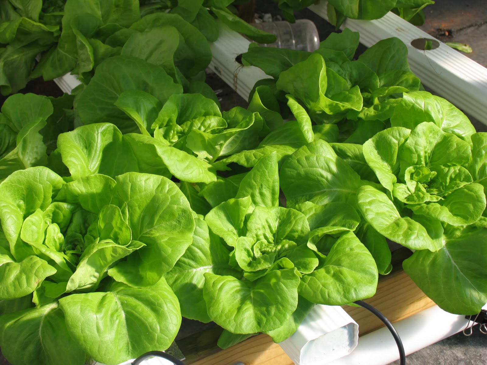 Macam Jenis Selada - Lactuca sativa