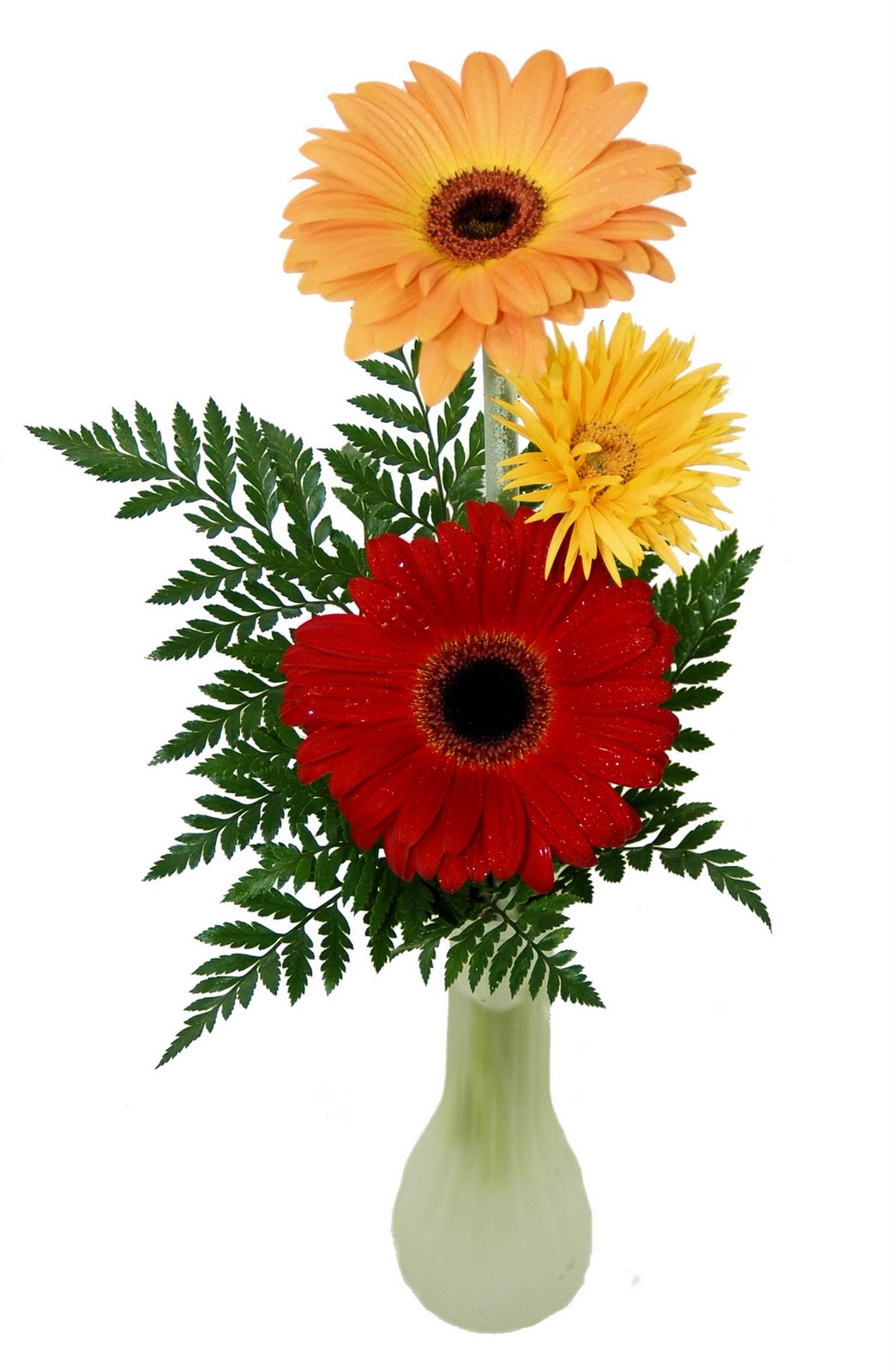 George's Flowers: Gerbera Daisies