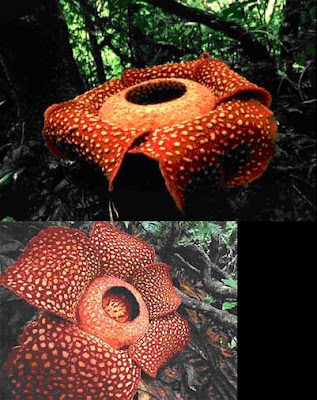 Eu Amo Biologia