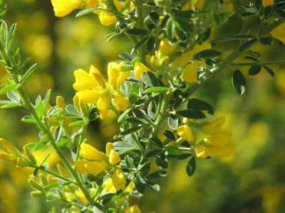 Musafir's Musings: The Seasons: Flowers of Spring 2009