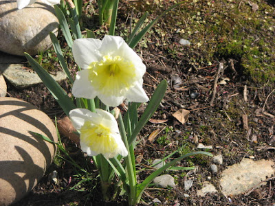 Musafir's Musings: The Seasons: Flowers of Spring 2009