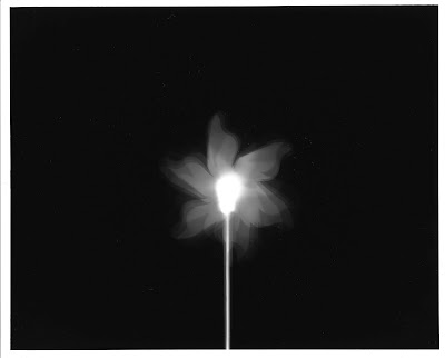 Through the Lens: Photograms