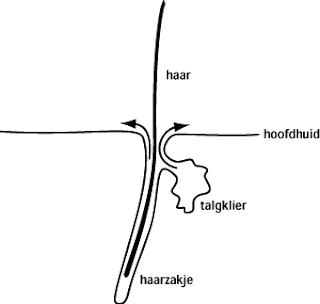 eyebrow hair loss: Huid