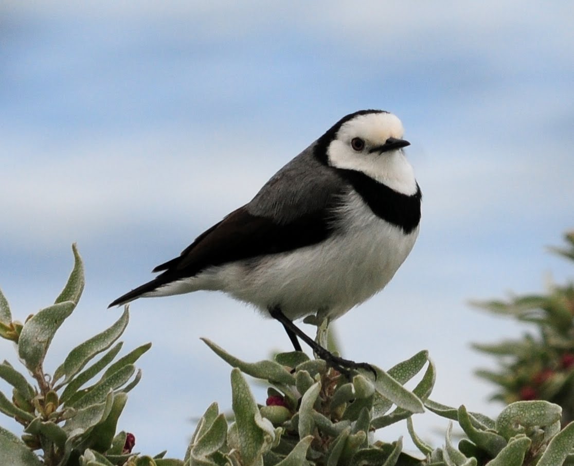 Bird Photographs