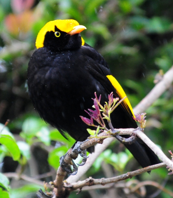 Bird Photographs: Binna Burra