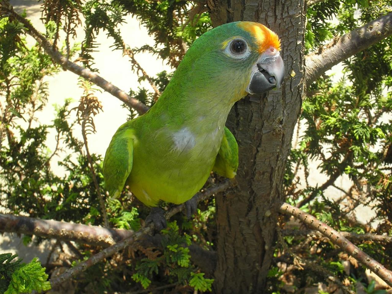 Animals Net: Maritaca