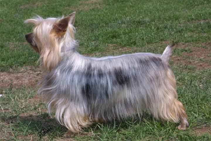 El Australian Silky Terrier ~ Perros