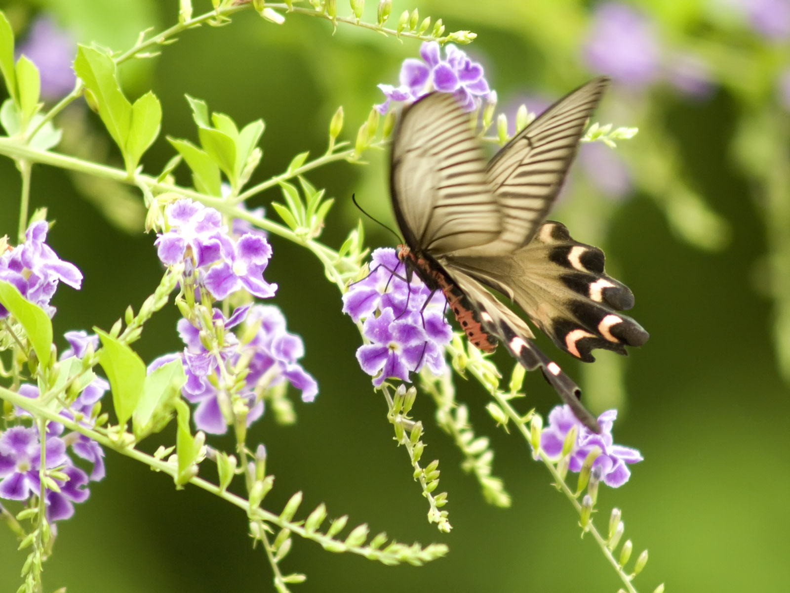 HD Wallpapers: Butterfly on Tree