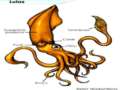 ATOS 17 - Em Busca da Responsabilidade Cristã: Design Inteligente: o ...