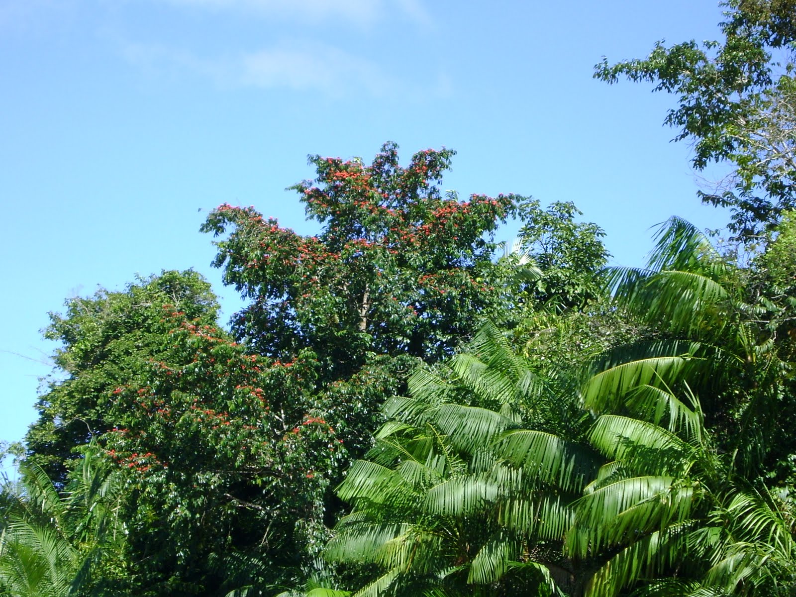 Anani, Ananin, Uanani - Symphonia globulifera L. f. (Clusiaceae)