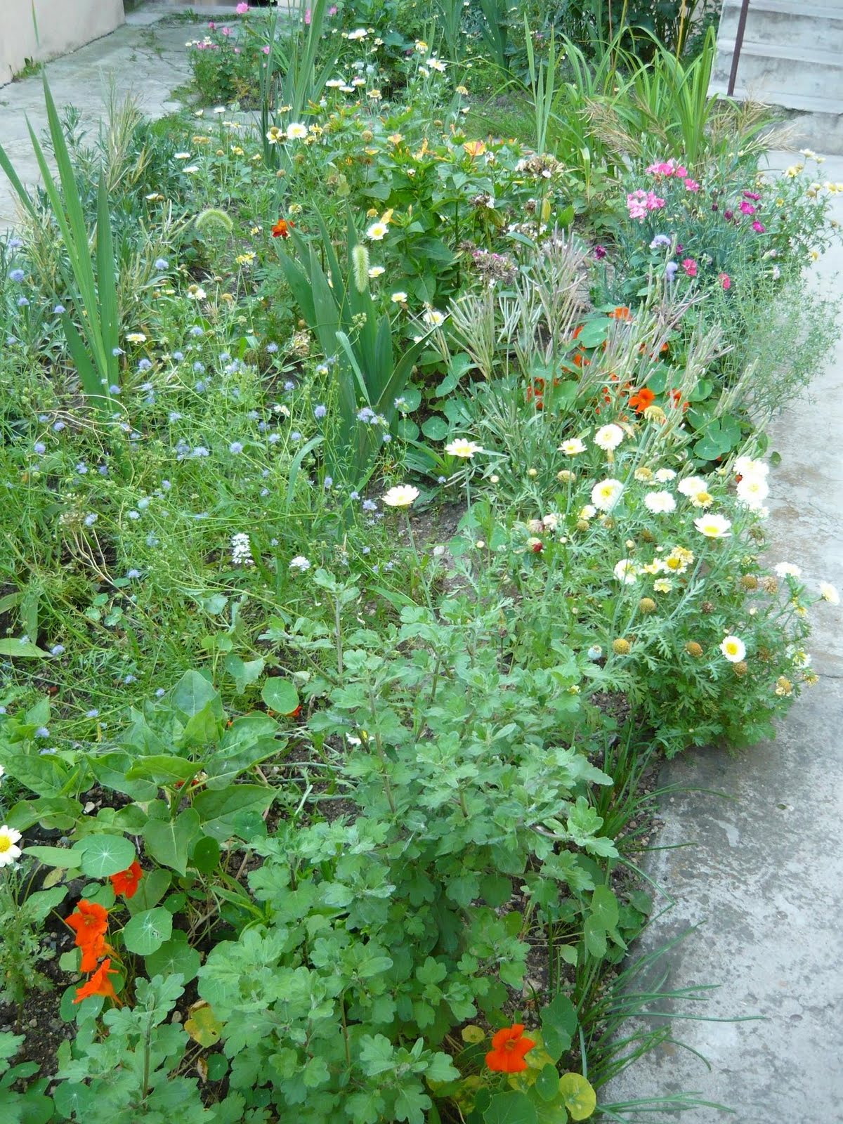 Dorina: Gradinuta mea cu flori