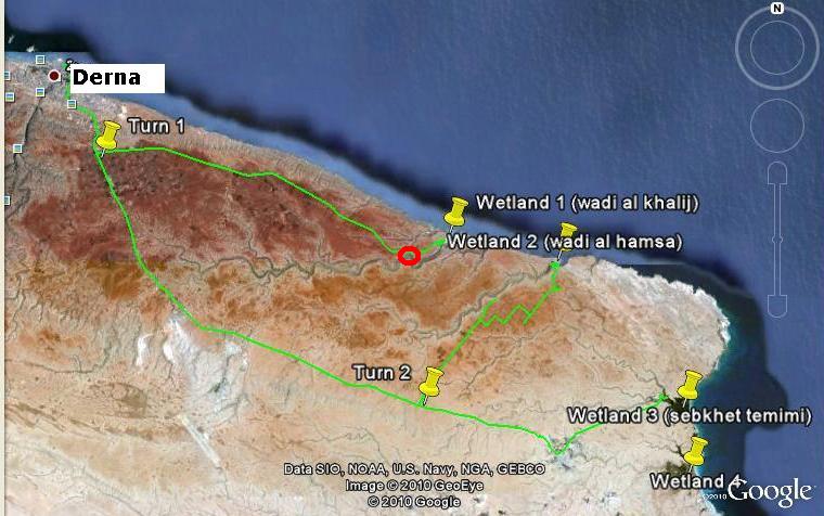 Birding for a Lark: Derna wetlands field trip - the beginning