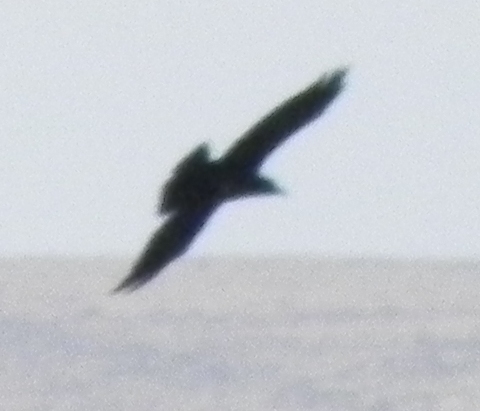 Birding for a Lark: Derna wetlands field trip - the beginning