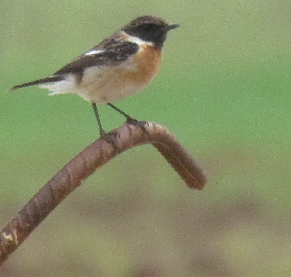 Birding for a Lark: The status of eastern stonechat in Libya