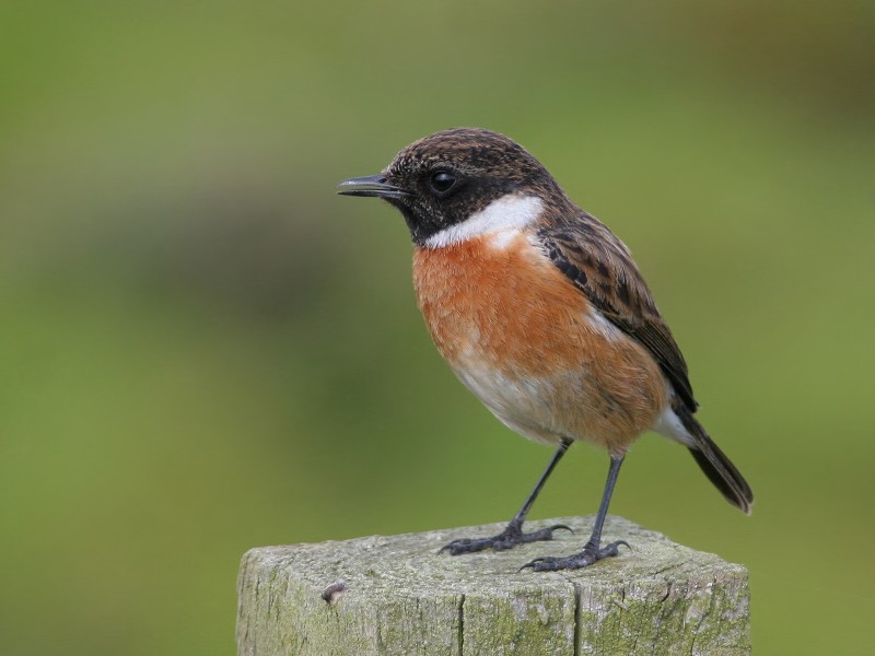 Birding for a Lark: The status of eastern stonechat in Libya